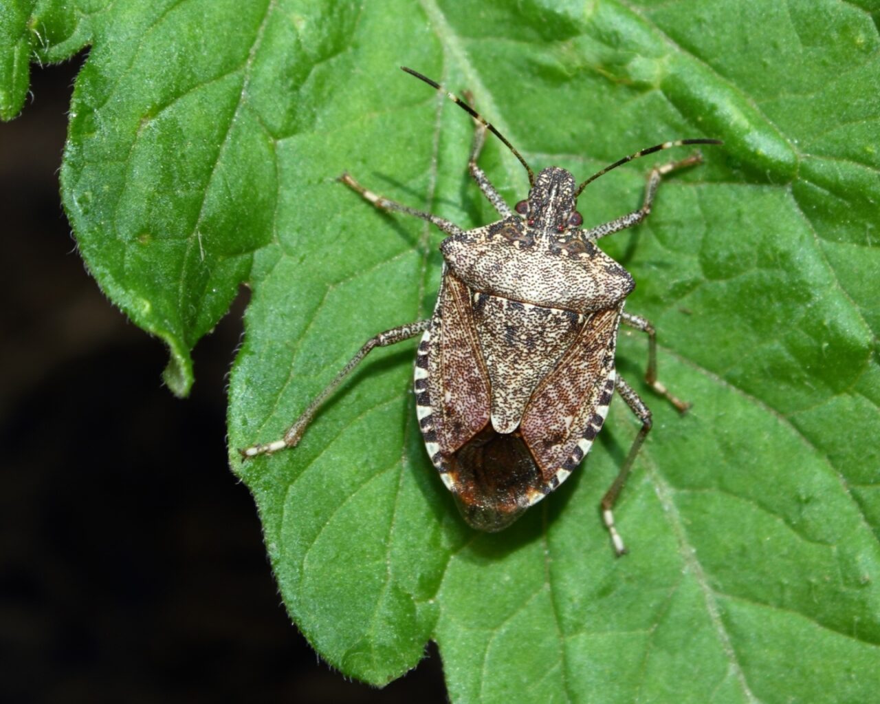 Stink bugs! Some simple tips to keep these invasive creatures out of ...